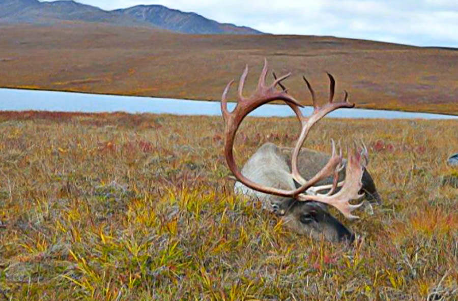 Guided Hunts Alaska Caribou
