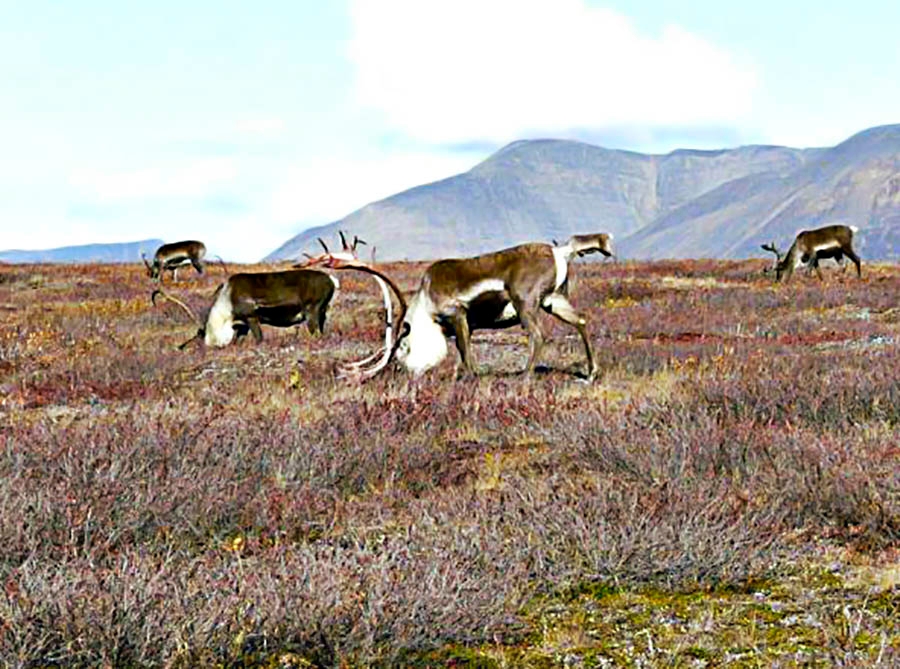 Guided Hunts Alaska Caribou
