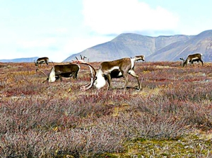 Guided Hunts Alaska Caribou